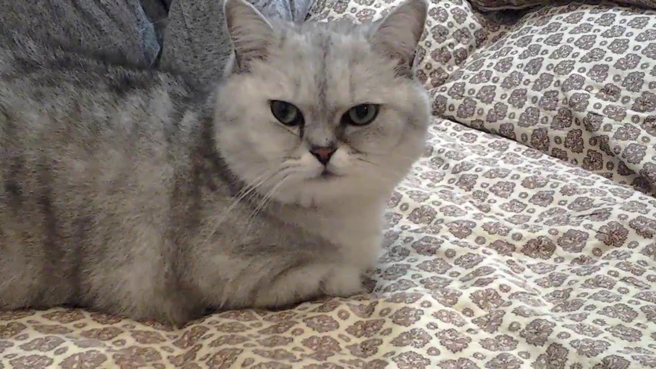 Котик Пушок