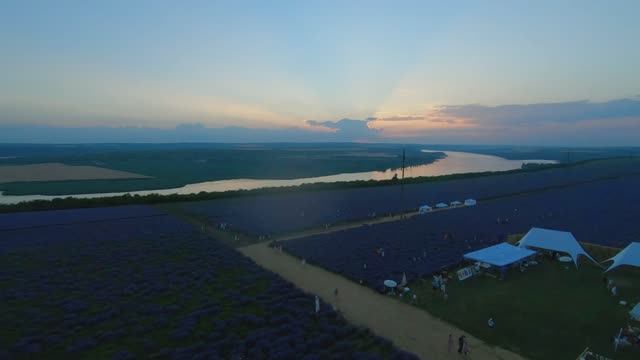 Лавандовый джем. Июль 2021