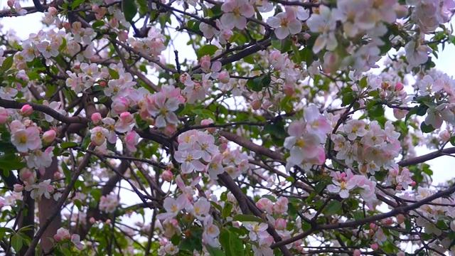 Весна - Яблони в цвету