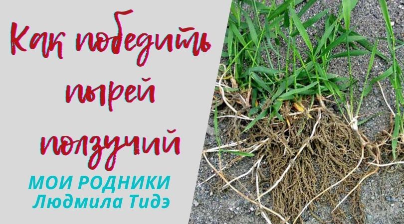 Как избавиться от пырея ползучего на огороде.mp4