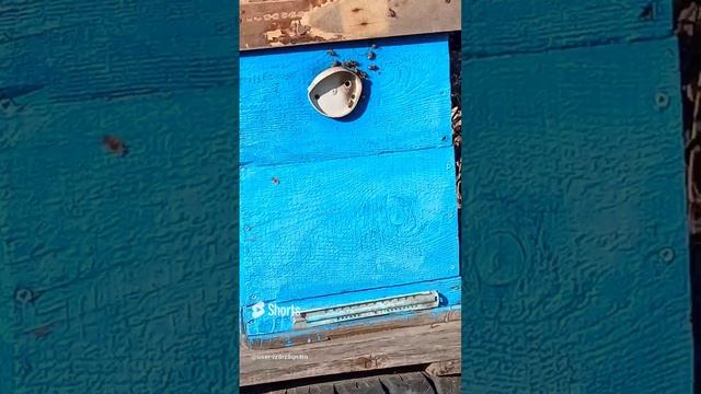 девочки решили крылья розомнуть