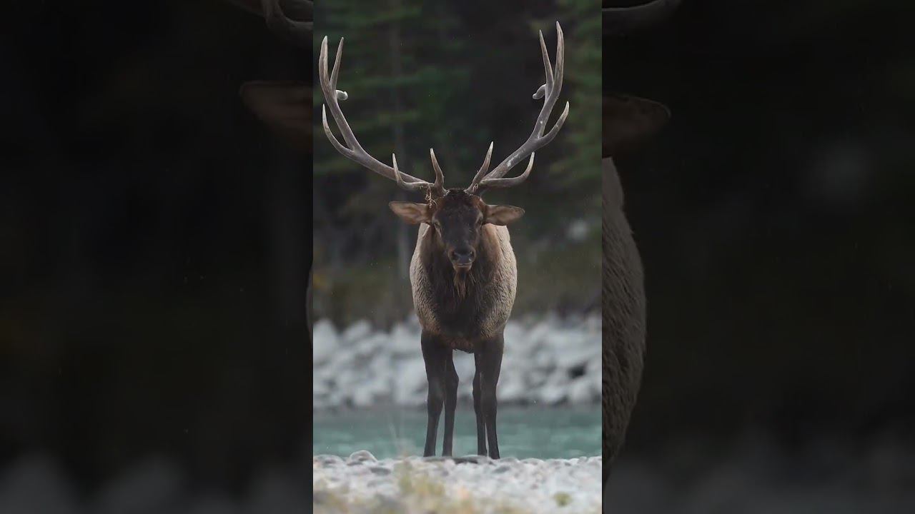 Олени входят в топ 20 самых быстрых животных нашей планеты, развивая скорость до 55 км/ч.