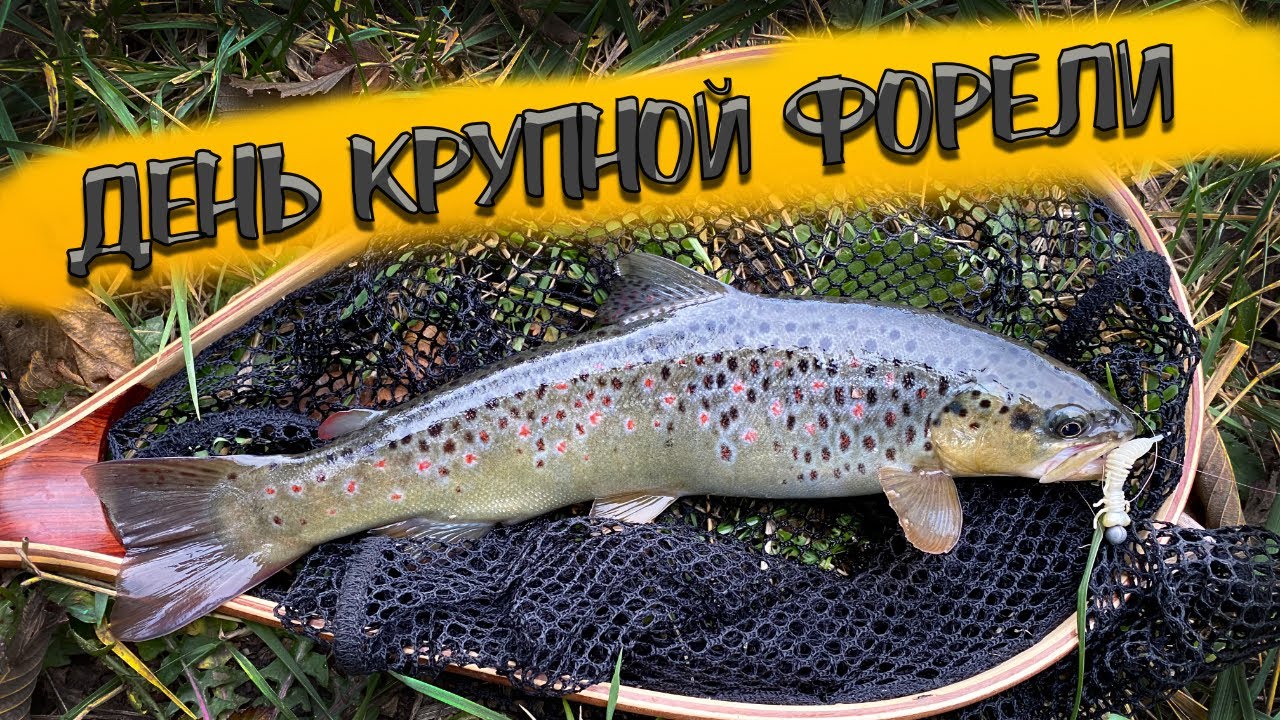 День крупной форели