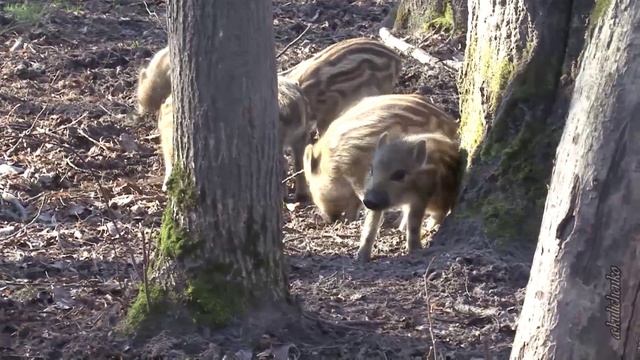 ЖИЗНЬ ЗАМЕЧАТЕЛЬНЫХ СВИНЕЙ