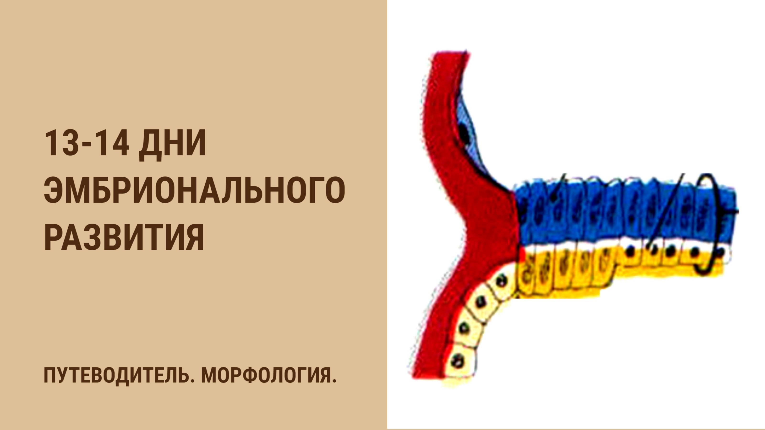 13-14 дни эмбрионального развития