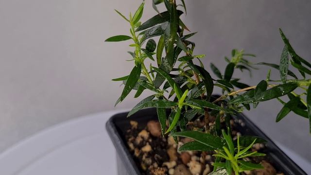 Мирт Серполистный 3