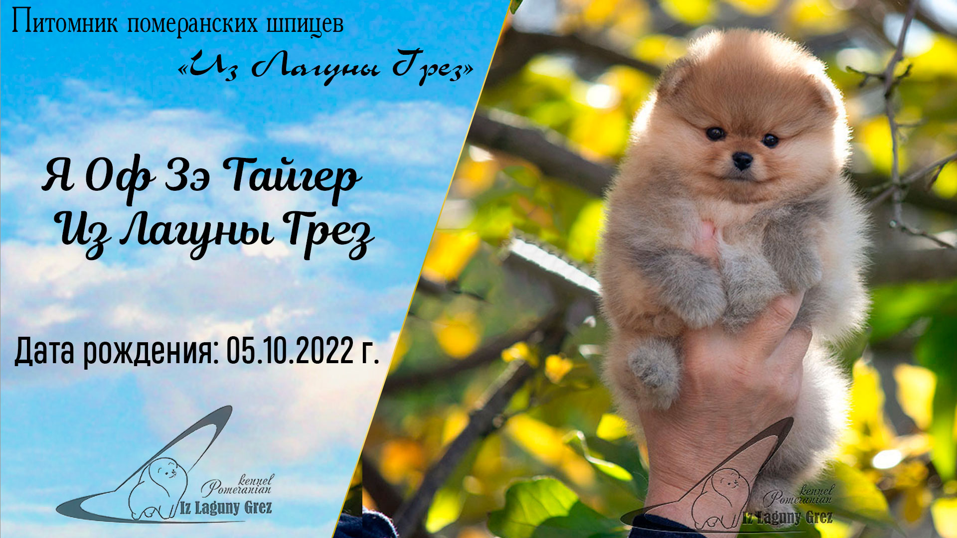 Я Оф Зэ Тайгер Из Лагуны Грез