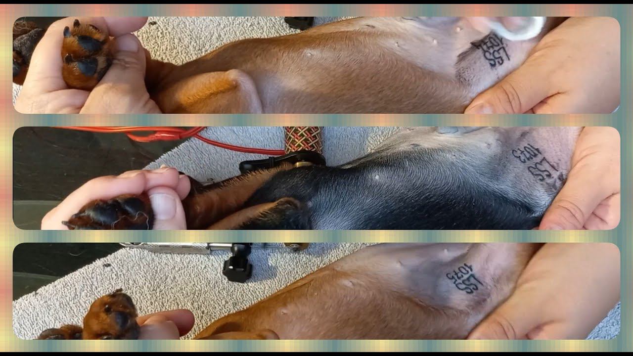 Клеймение щенков цвергпинчера / Marking miniature pinscher puppies