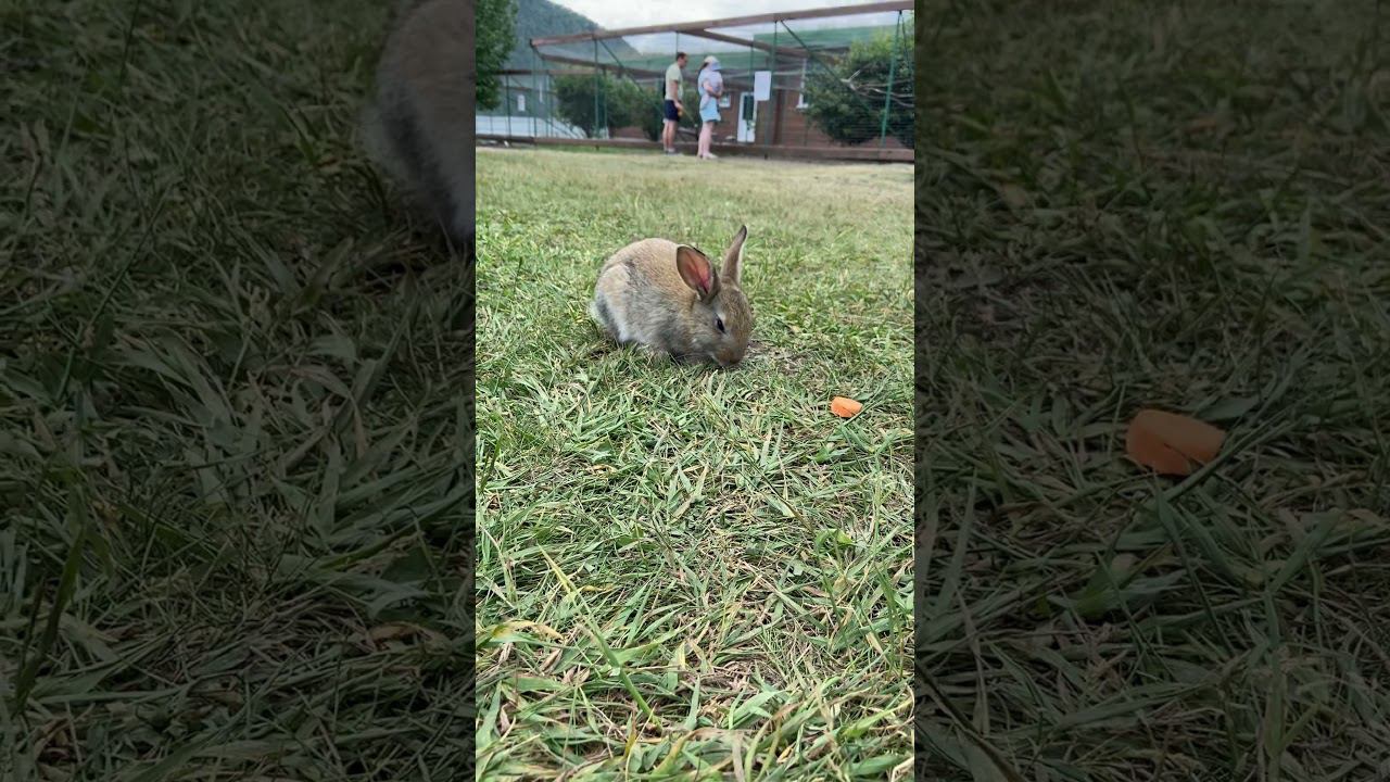 Кормим кроликов. Горный Алтай. Лохматая Ферма