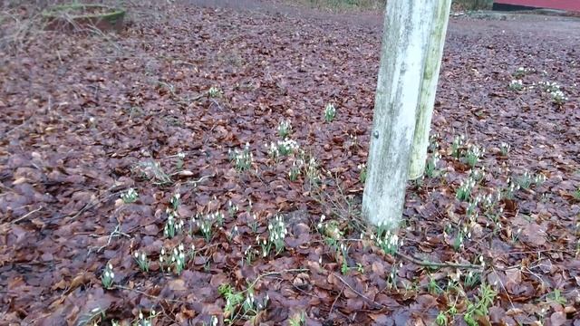 "Водяная мельница Силистрия" (Silistria vandmølle), Марселисборг 18 февраля 2022, Орхус, Дания
