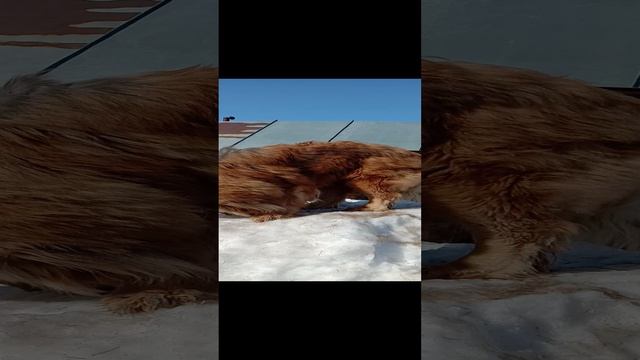 #Тибетский мастиф. Наш одуван Ньютон)) Настоящий пуфыстик!