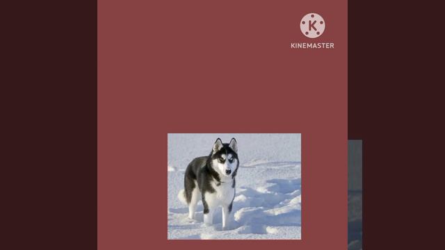 Приключения Хакси, 1 Сезон 1 Серия. Первый День