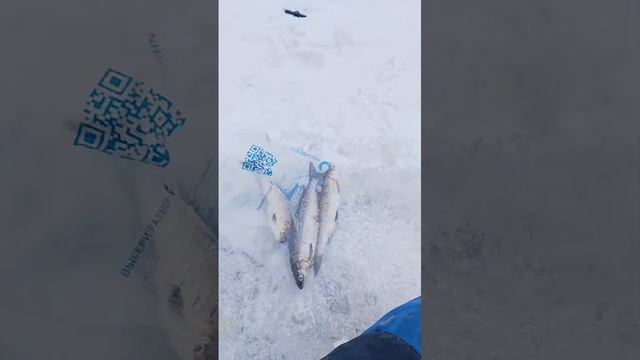 #kola #north #кольский