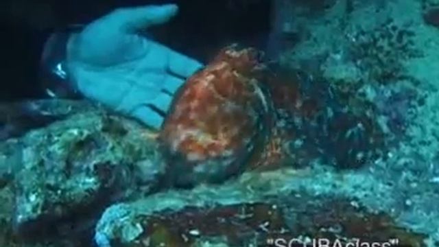 Дайвинг в Индонезии