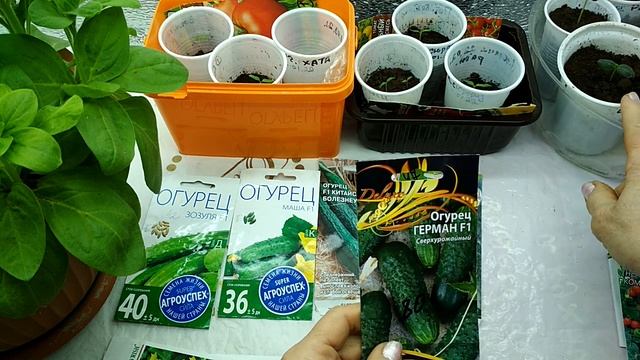 Сеем огурцы