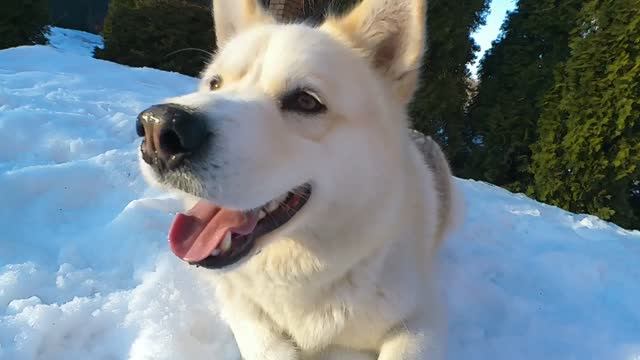 История_Рафаэля