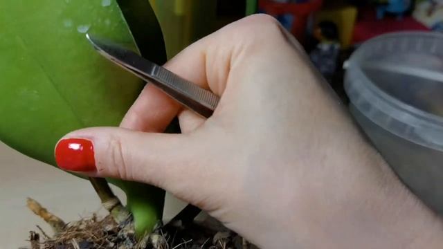 Орхидея сбросила все цветы и желтит листья, давайте разбираться что с ней