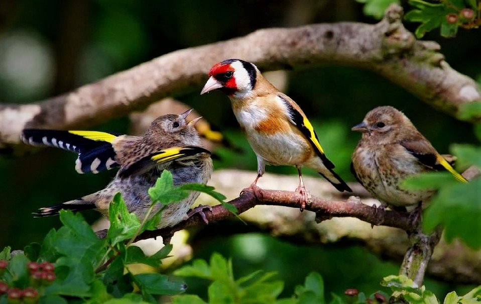 Птенцы щегла