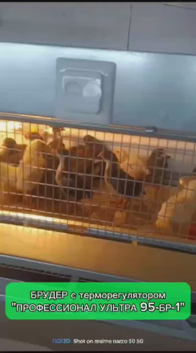 Вот так холят и лелеют маленьких цыплят в брудерах  серии _Профессионал Ультра_ #ферма #shorts