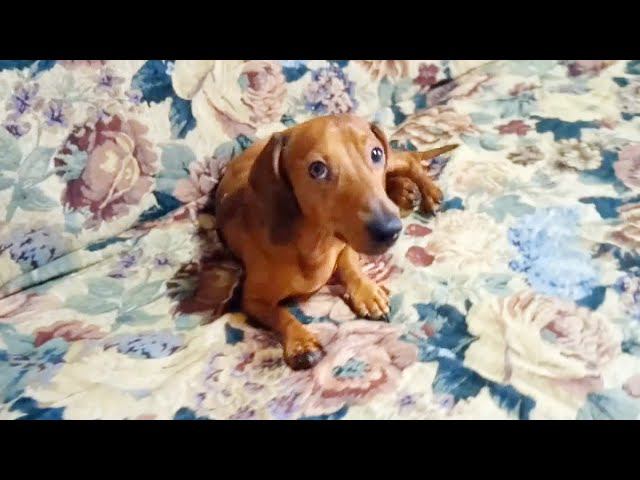 Я не тюлень. Но ластой хлопну, если чё, за здрасти!  И ухом тоже..., если чё... | Таксик Радар