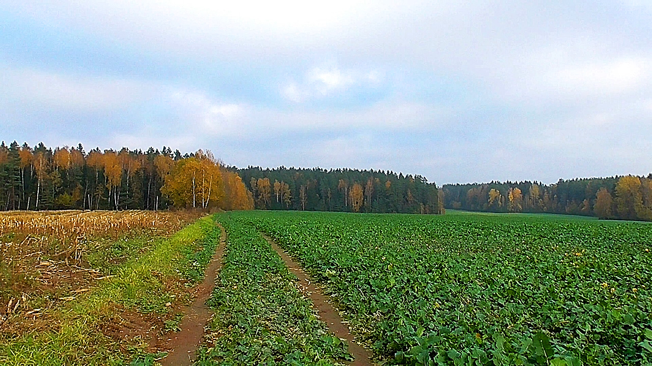 Живописные поля осени. Шум осеннего ветра и голоса птиц. Звуки живой природы.