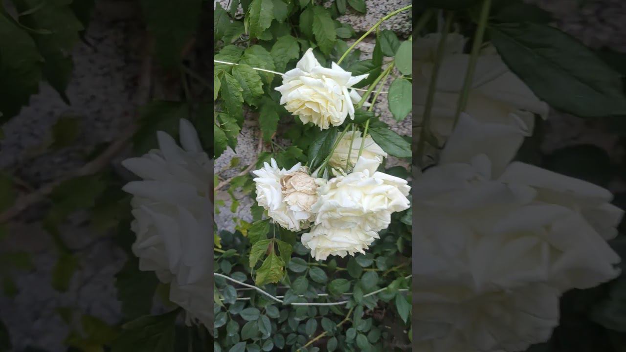 роза эльф привитая мною на шиповник в сентябре 2023г