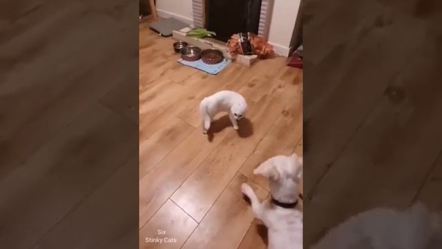 Кунг-фу котэ.