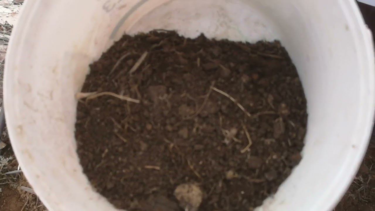 Хурма  сажаю в Волгограде, 25 марта 2023 год