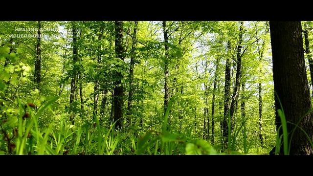 ИСЦЕЛЯЮЩАЯ СИЛА Пения Лесных Птиц! Майский Лес! ВЕСНА!