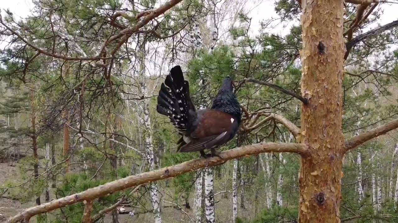 Как поёт глухарь