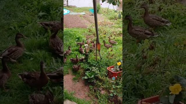 У нас гости на участке.