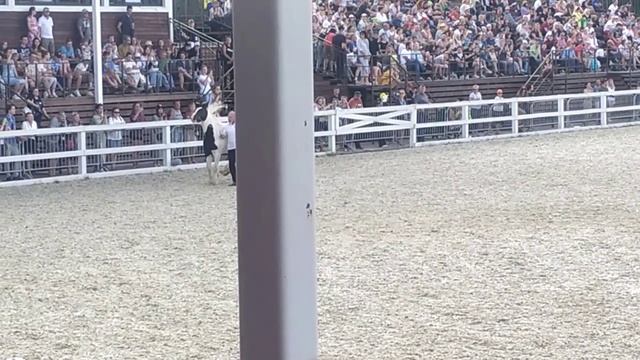 Парад пород - выпуск 4