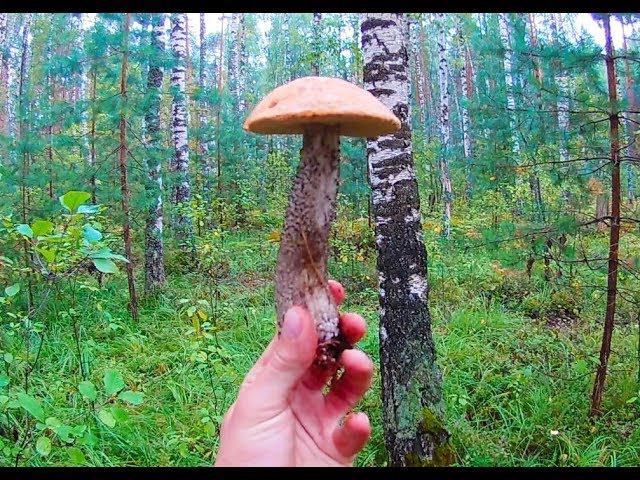 За грибами.... (август 2019)