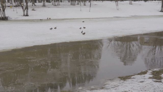 Клип моих круизных воспоминаний под песню "На улице дождик..." 2 вариант