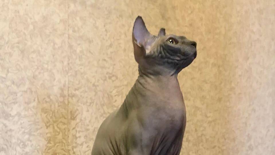 Наша Мася. Из Саратовчанки в Петербурженку☝️.
Our Masya. From Saratovchanka to St. Petersburg.