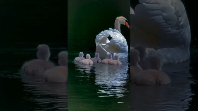 Лебединая семейка