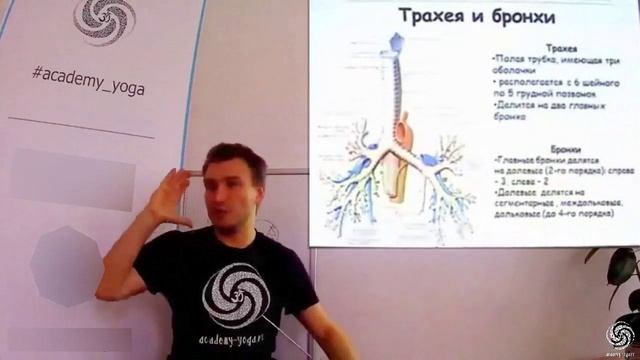 11.16. Дыхательная система. Анатомия и физиология