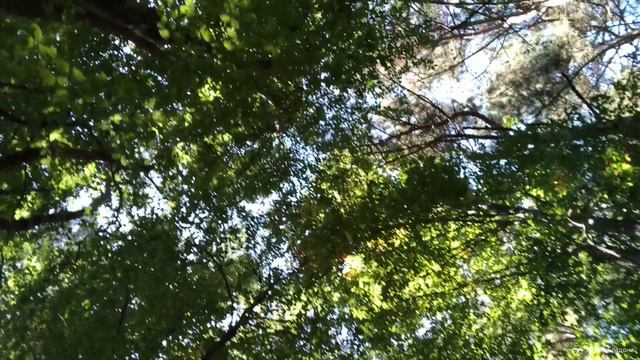 Головокружительные кроны буков на романовской тропе в Крыму