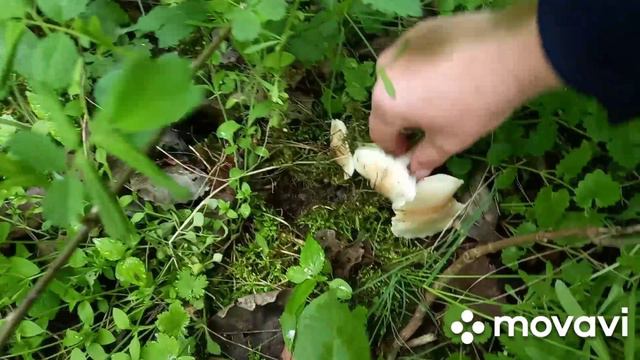 ❗Вот и дождались майской рядовки🍄28.04.2024 г. Курская область❗