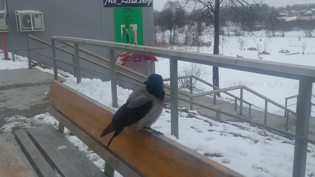 Ворон накаркал