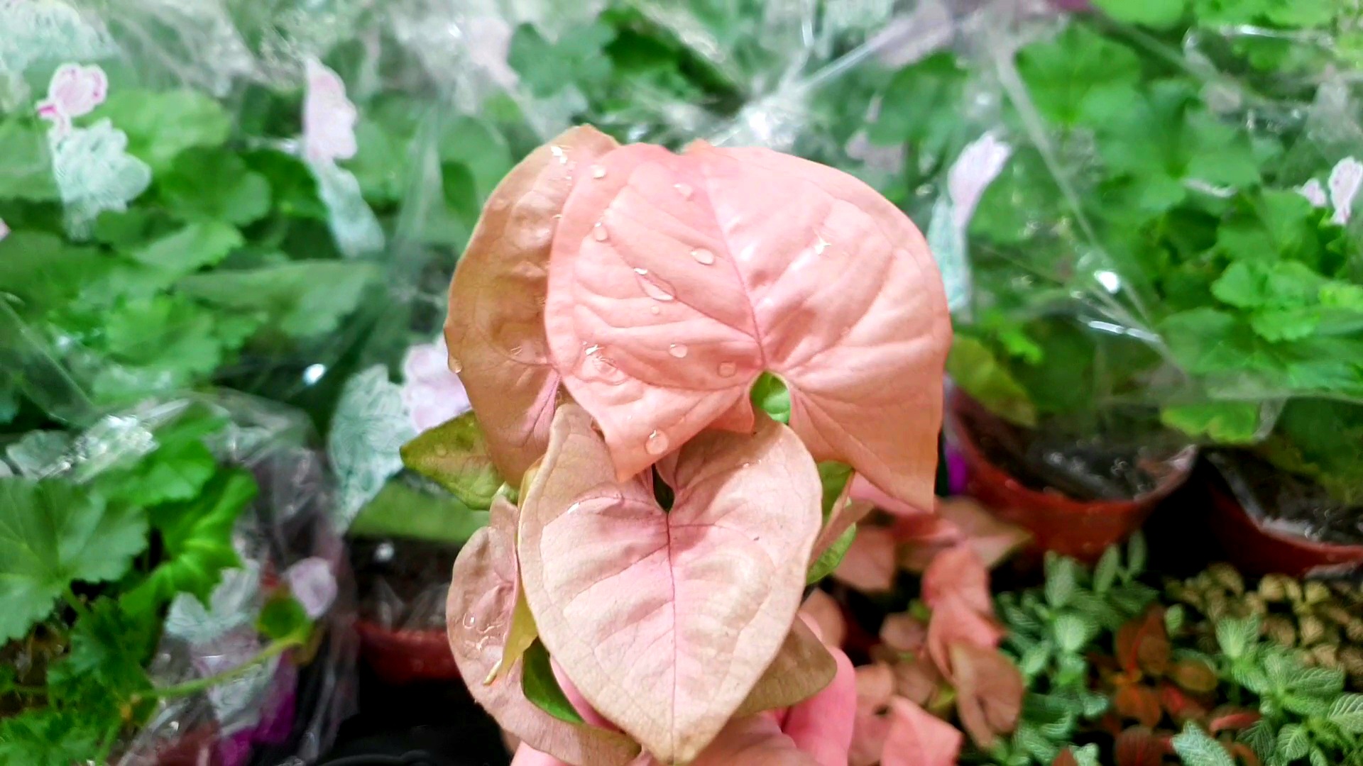 АШАН☘?Что Новенького?⚘