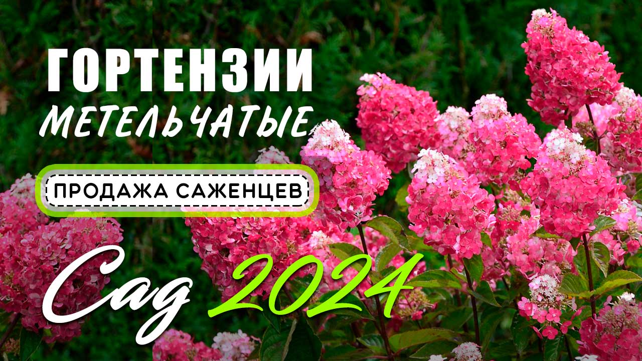 Гортензии метельчатые 2024. Продажа саженцев