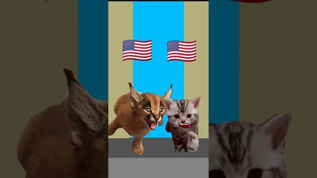 Недели котёнок Shorts (10)
