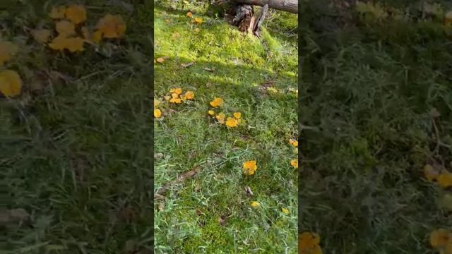 Немного летнего настроения.Поляна лисичек.