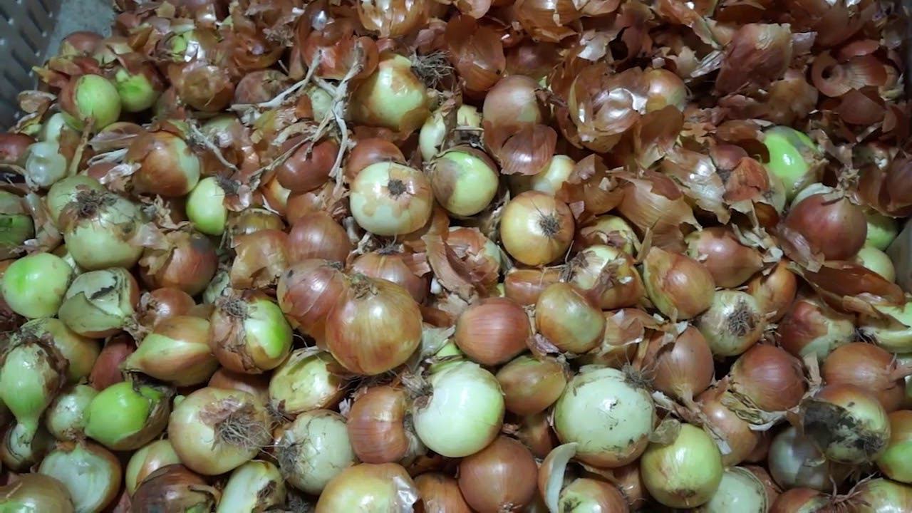 Лук - оптическая сортировка