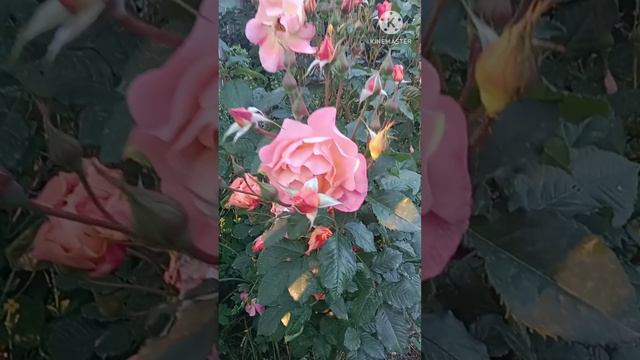 Розы....розы...розы...красивые занозы#Shorts