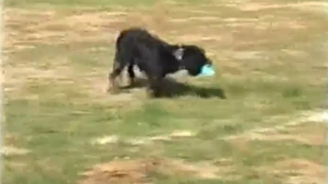 Обучение служебных собак поиску человеческих останков (трупного материала)