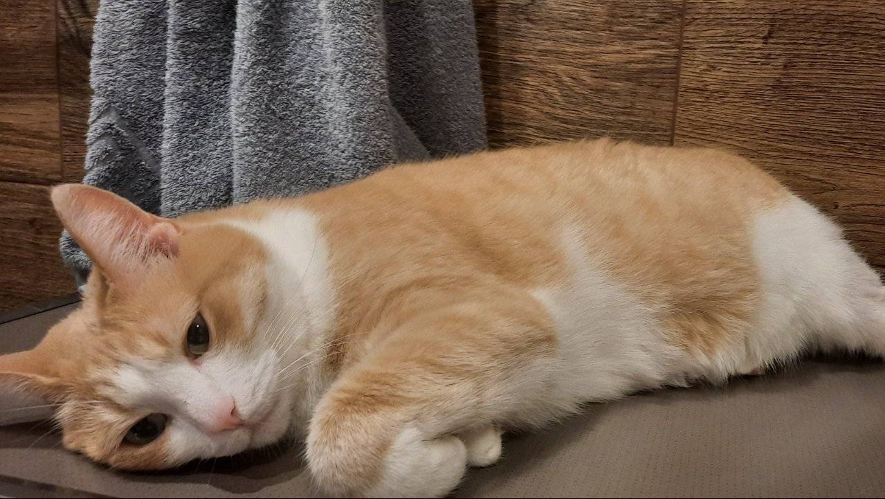 Купили коту Персику новую игрушку