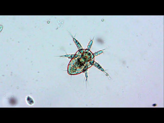 Науплиус - личинка циклопа под микроскопом