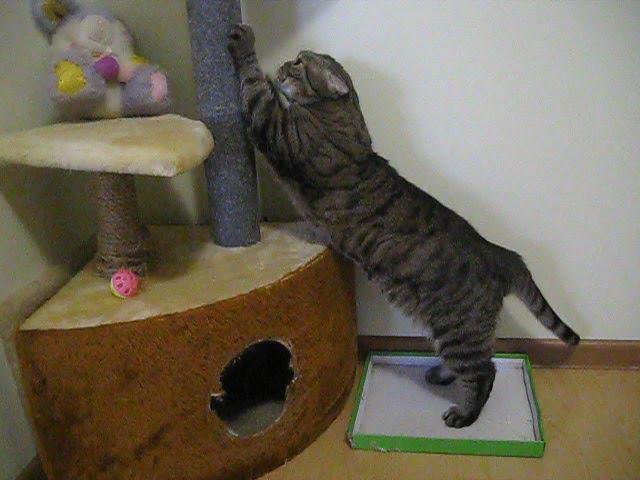 Мару осваивает новую когтеточку)) 26.04.2024г.